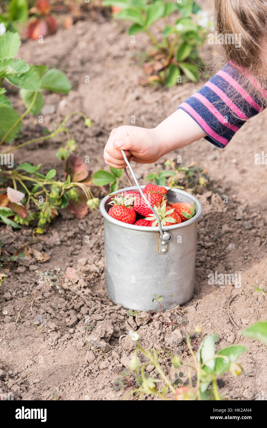 little girl picking strawberries in a garden Stock Photo - Alamy