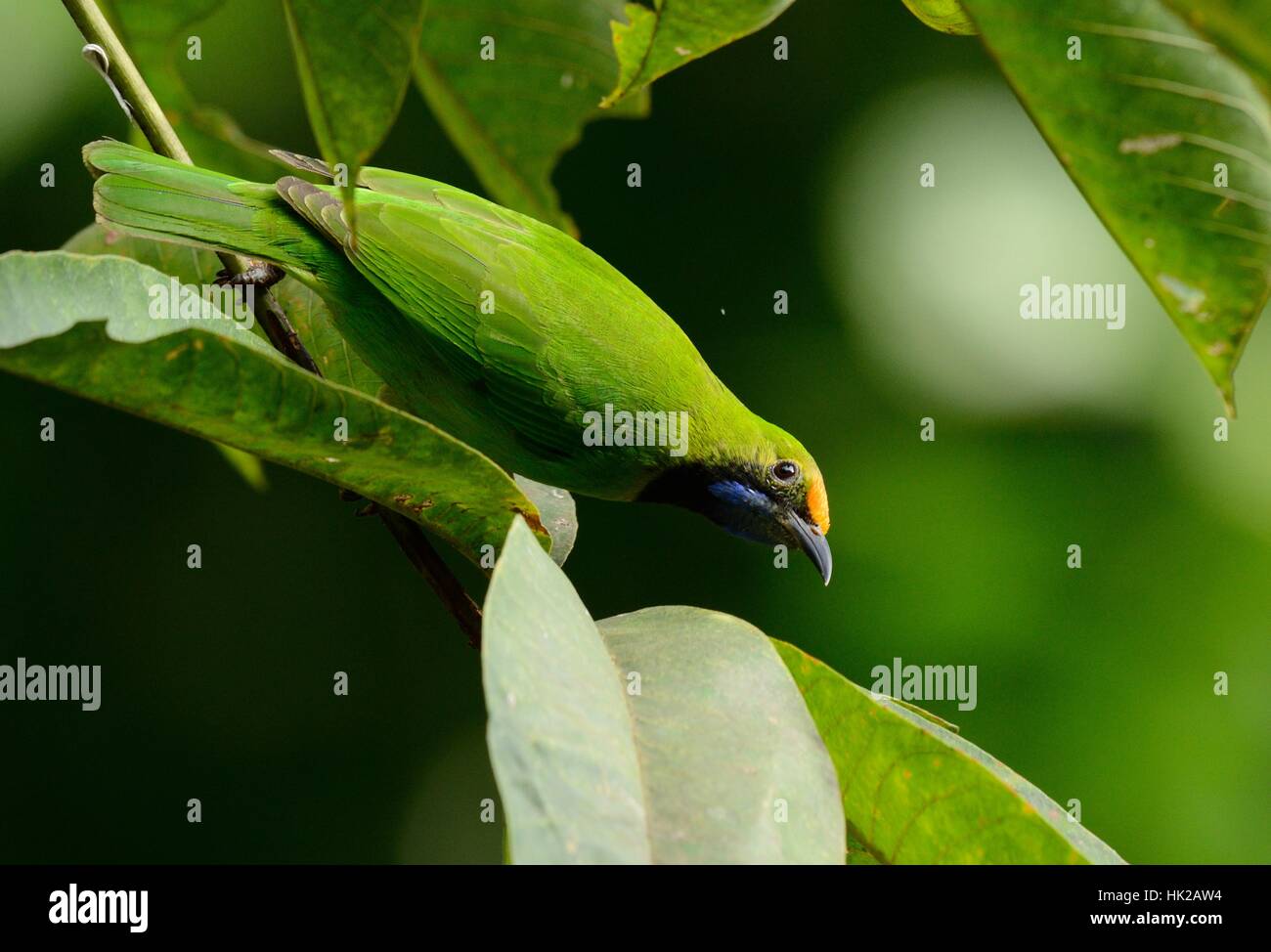 beautiful male blue-winged leafbird (Chloropsis cochinchinensis) in ...