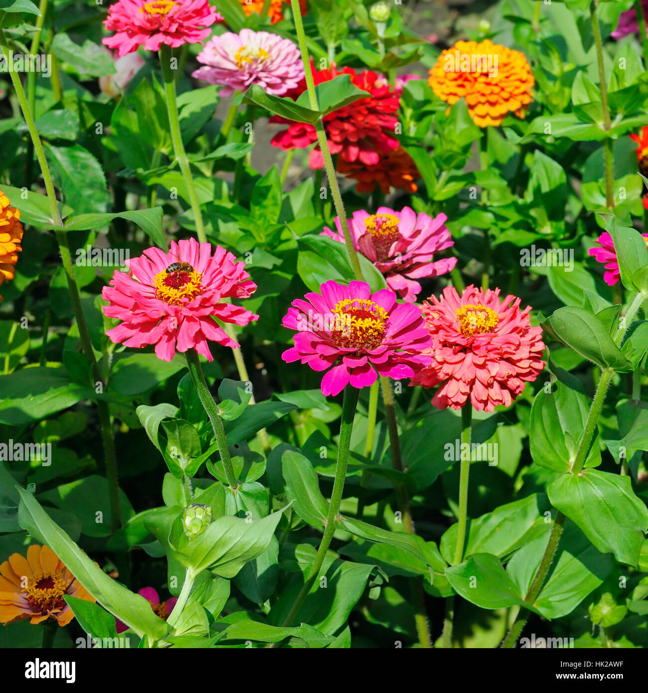 White zinnias hi-res stock photography and images - Alamy