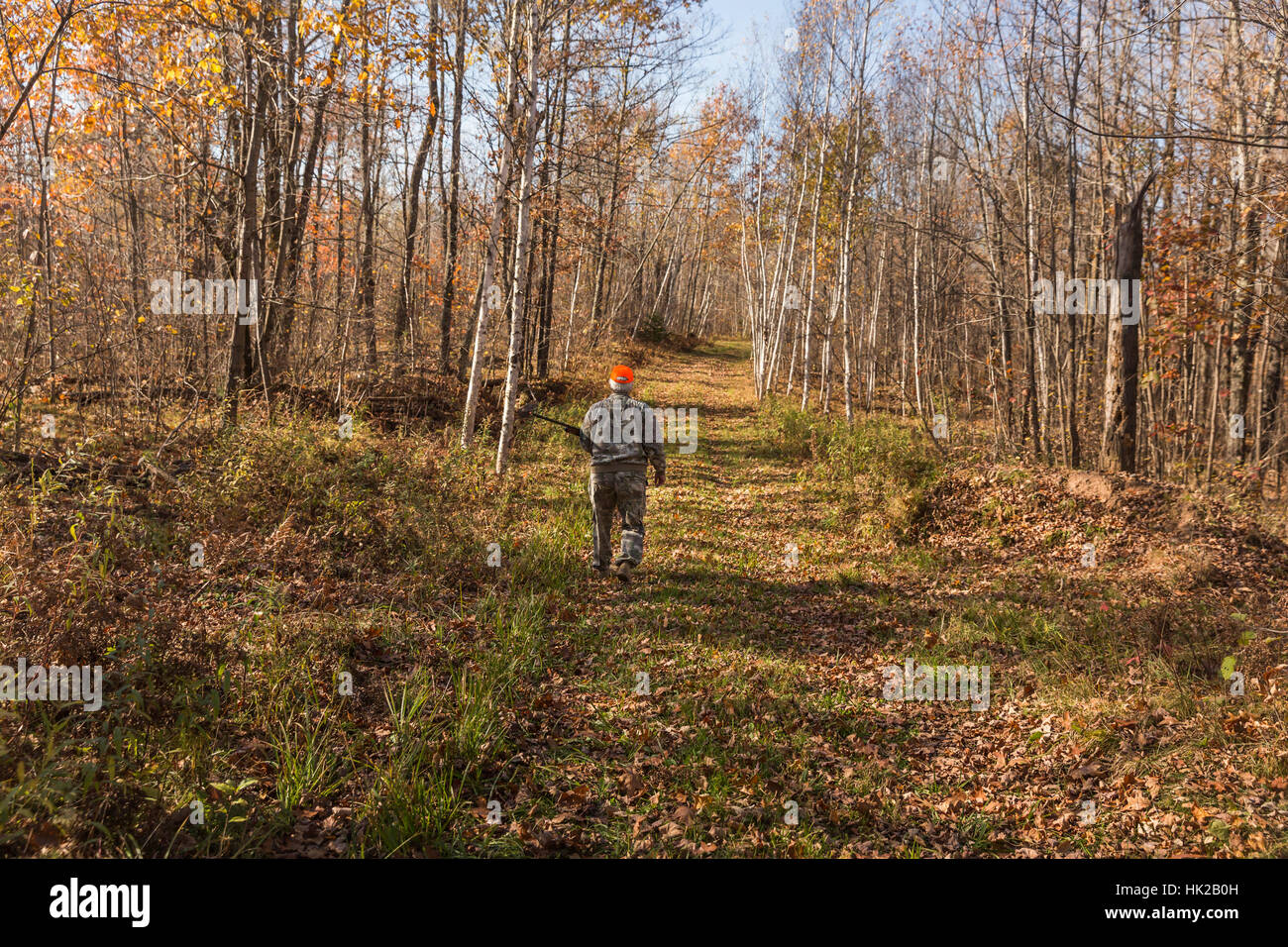 Ruffed grouse hunting in autumn Stock Photo - Alamy