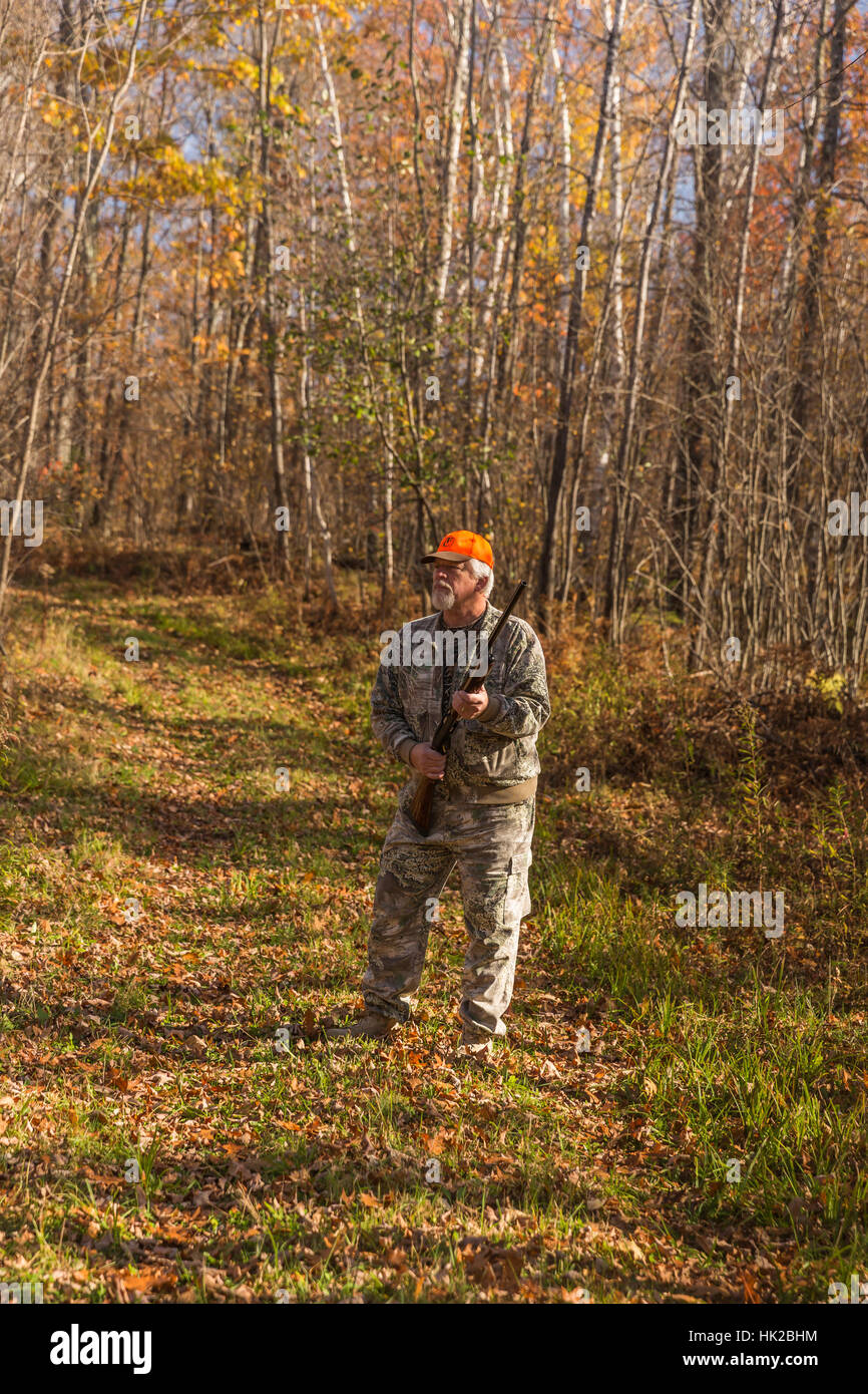 Ruffed grouse hunting in autumn Stock Photo - Alamy