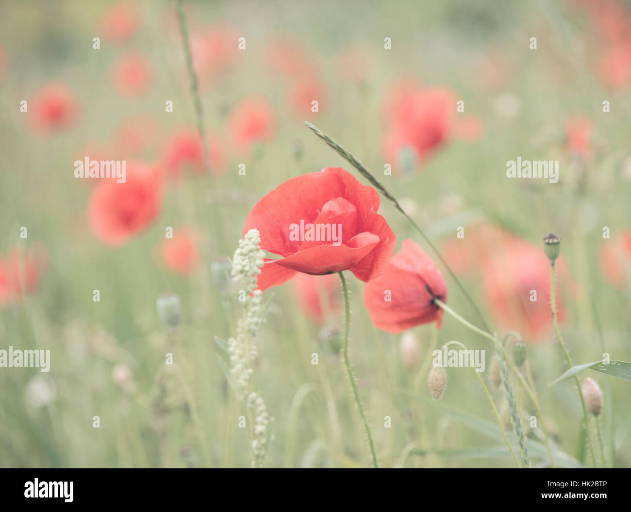 Fresh poppy flowers hi-res stock photography and images - Alamy