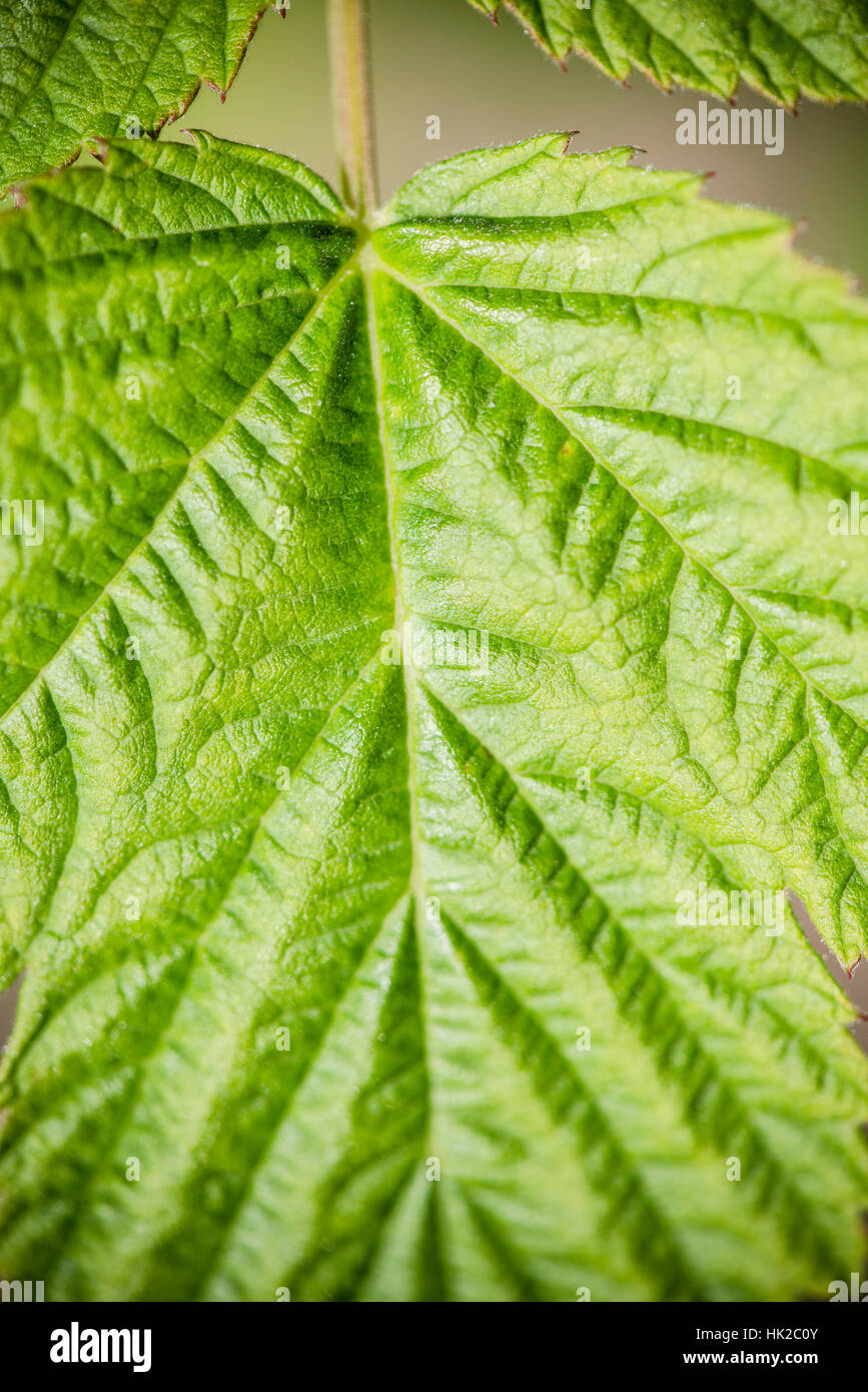Green leaf. Nature detail with organic texture. Natural background ...