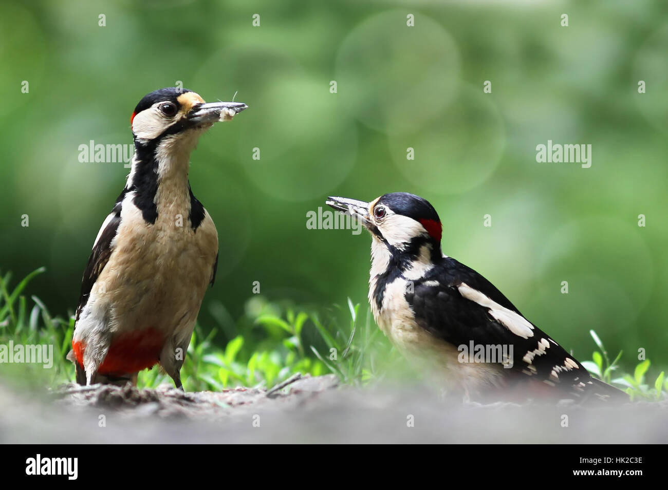 bird, birds, woodpecker, woodpeckers, animal, bird, animals, birds ...