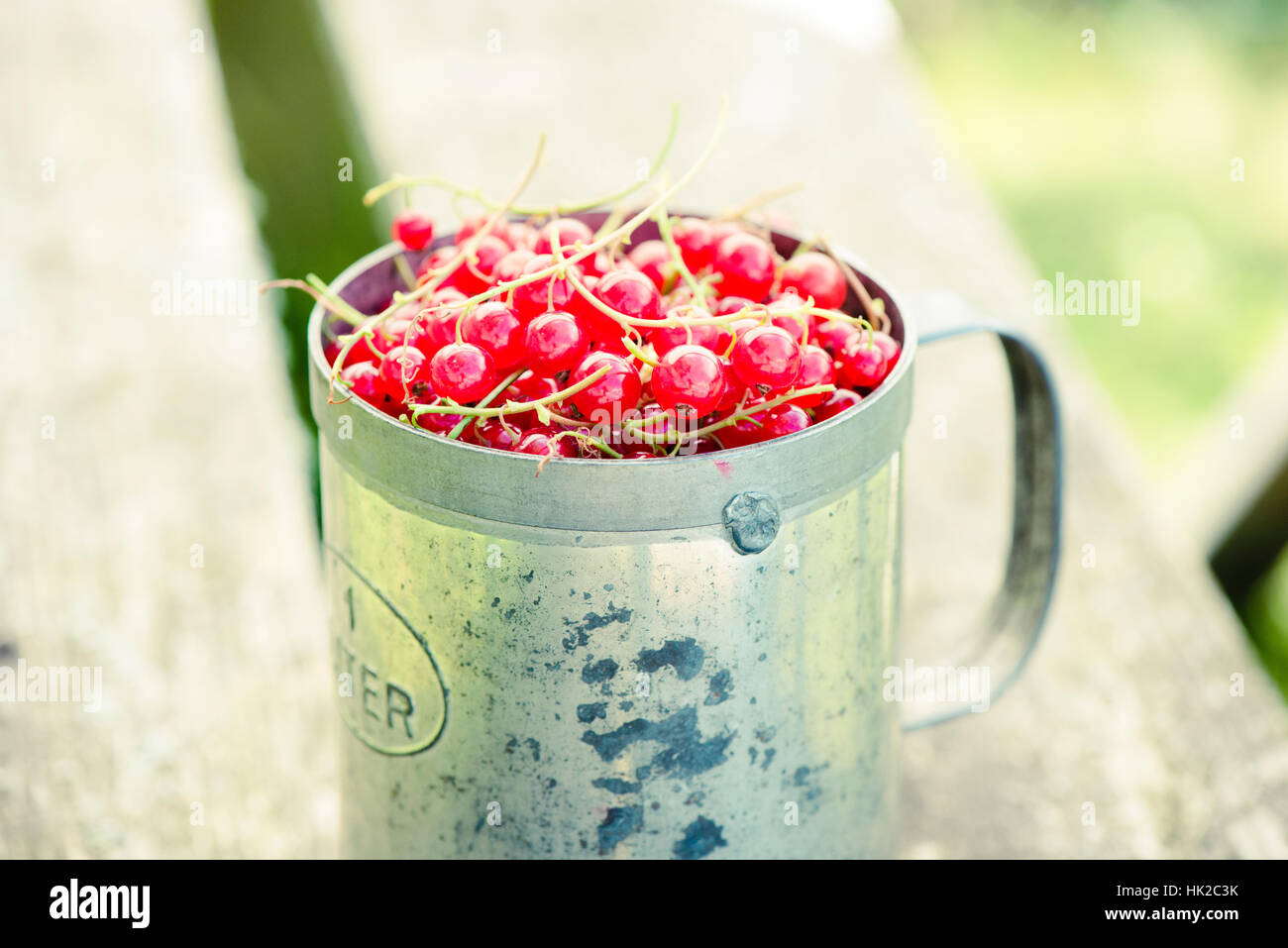 Red currant berries in bucket on garden table. Freshly picked summer ...