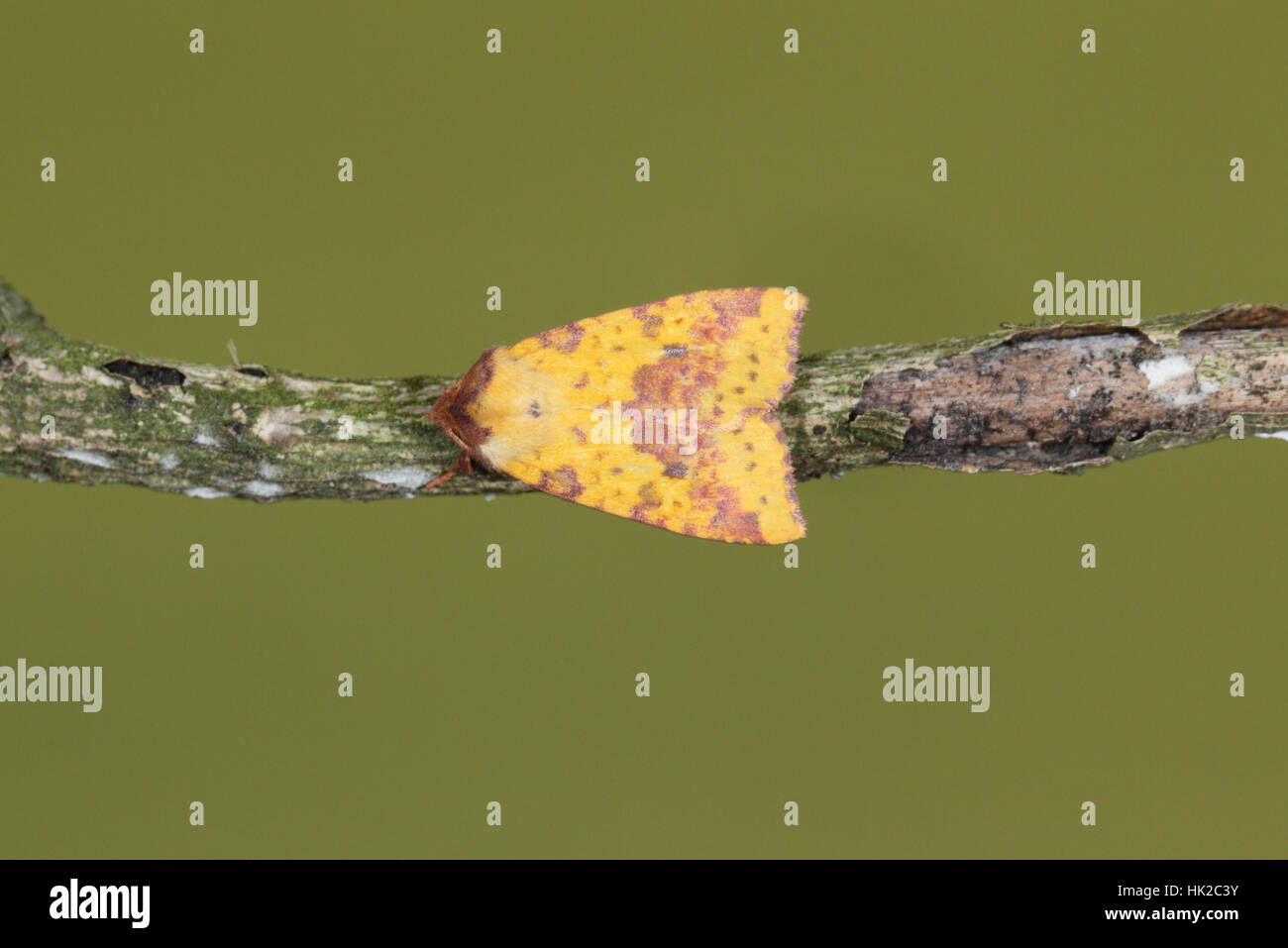 Pink barred sallow xanthia togata hi-res stock photography and images ...