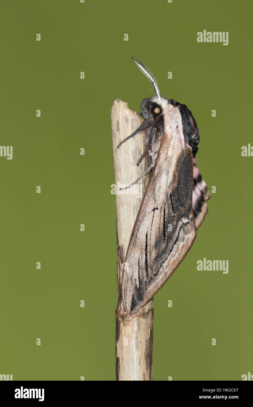 Privet Hawk-moth (Sphinx ligustri), a large, striking, pink, black and ...