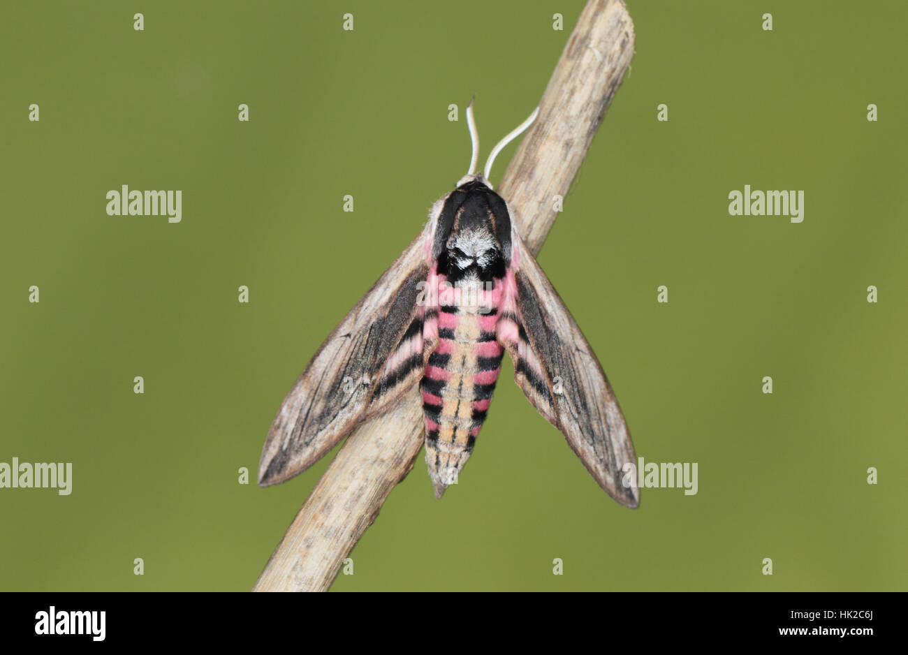 Privet Hawk-moth (Sphinx ligustri), a large, striking, pink, black and ...
