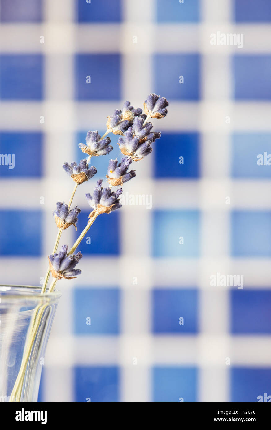 Lavender flowers in glass vase with blue background. Flower still life ...
