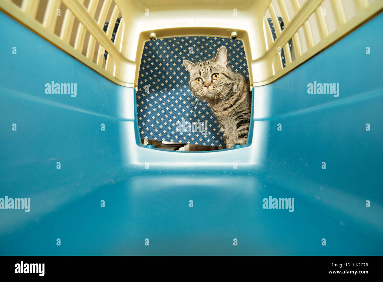 Animal transport cage hi-res stock photography and images - Alamy