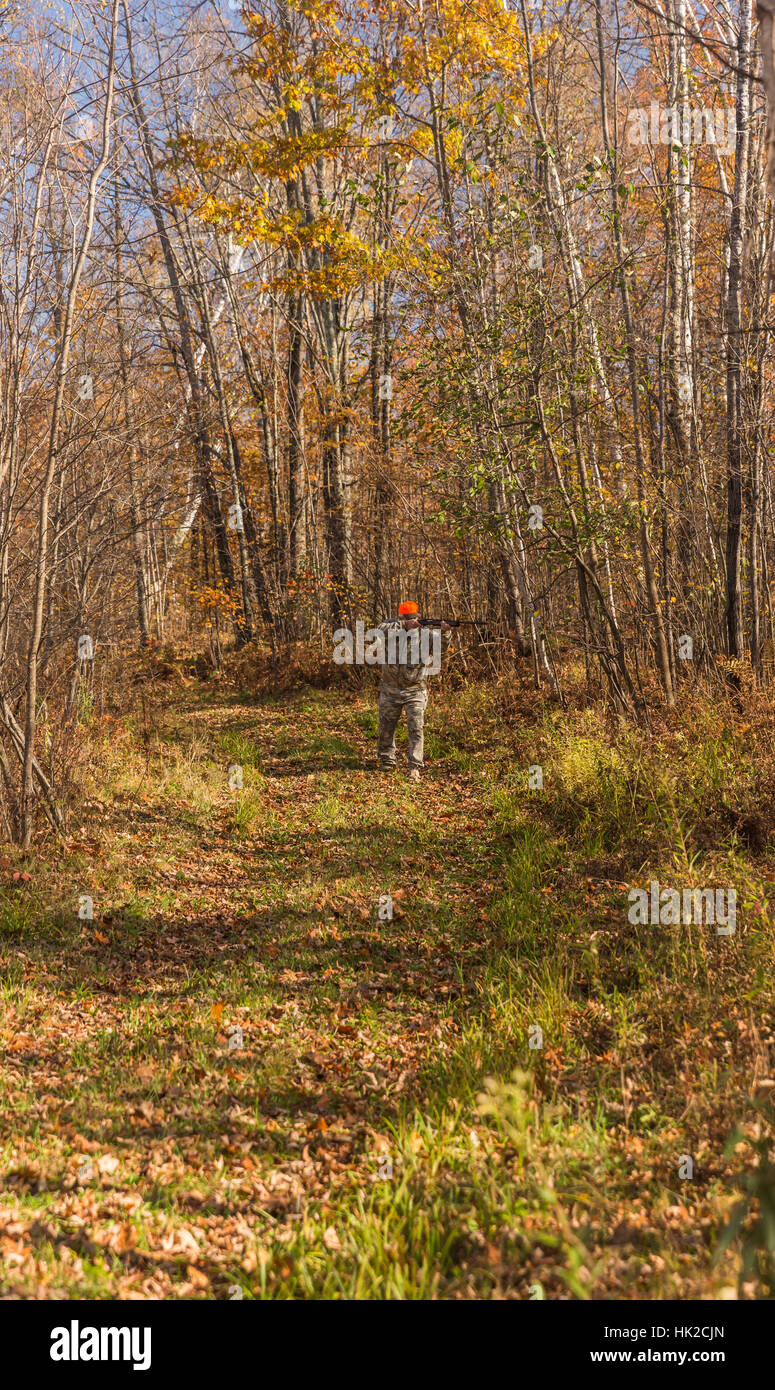 Ruffed grouse hunting in autumn Stock Photo - Alamy