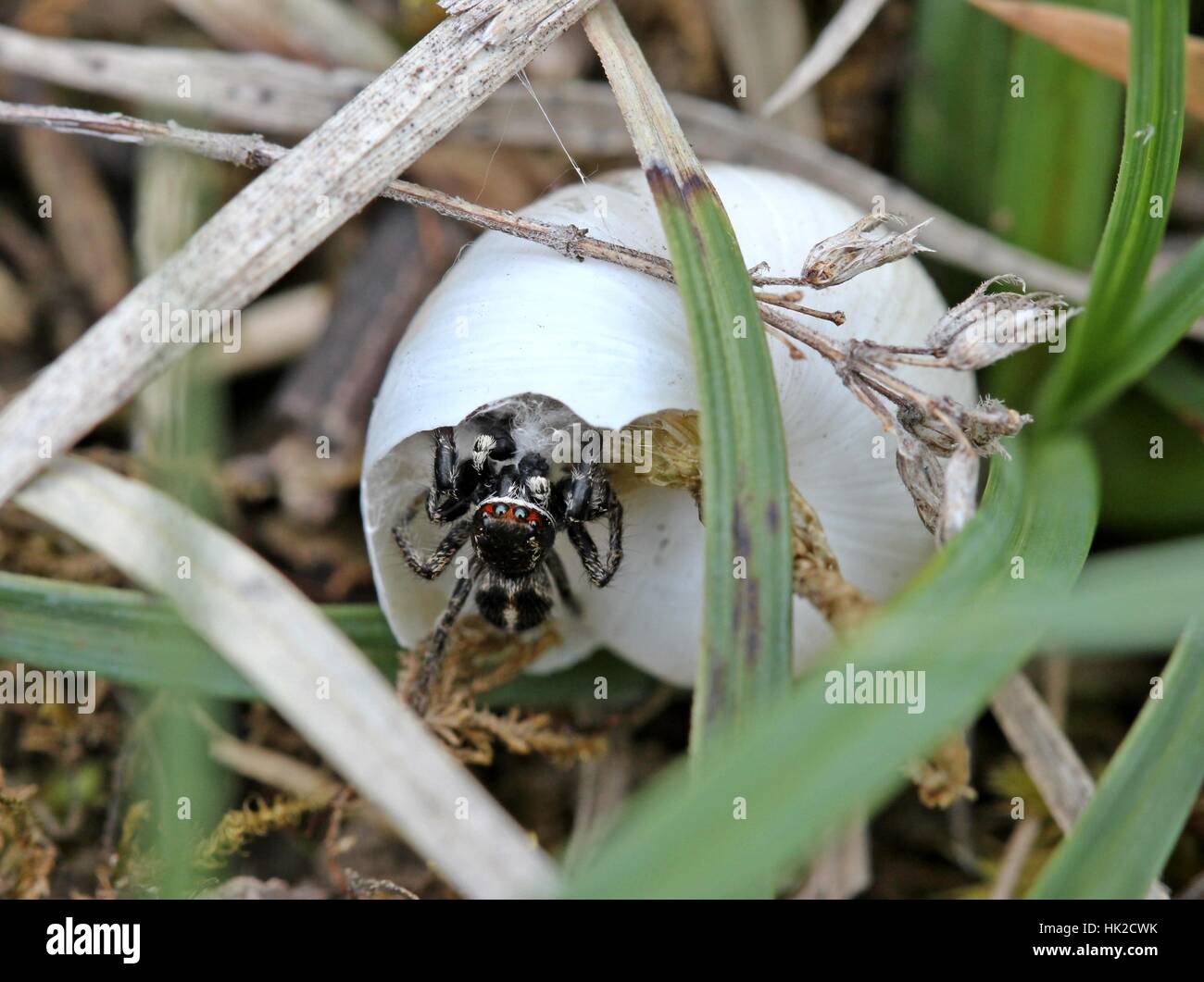 male, masculine, spider, snail shell, male, masculine, guard, spider ...
