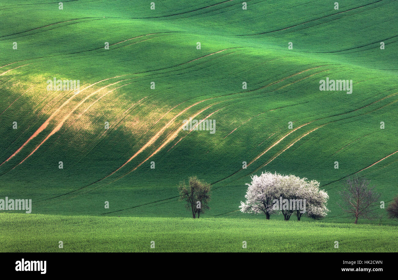 Blooming trees against green fields in spring in South Moravia, Czech ...