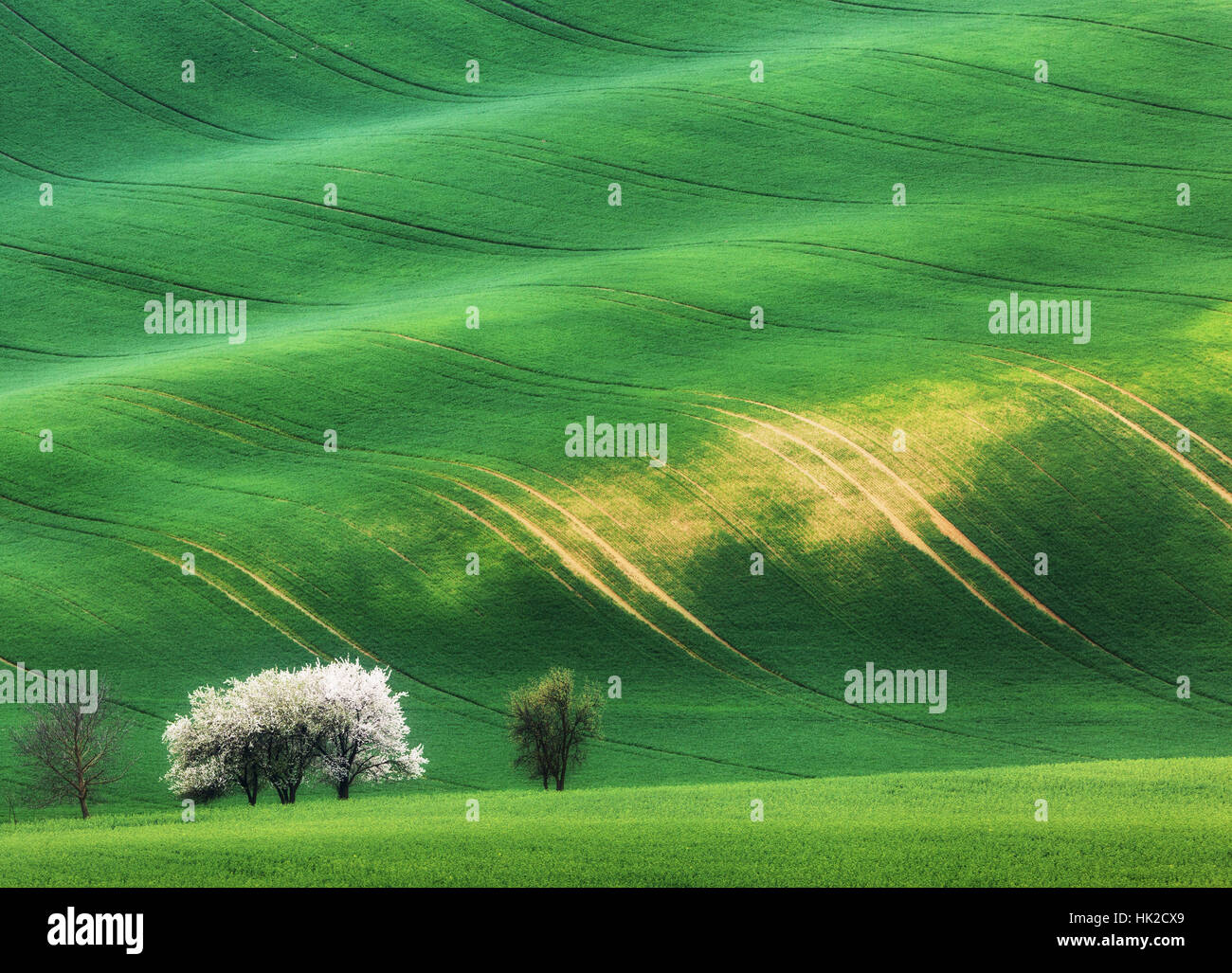 Blooming trees against green fields in spring in South Moravia, Czech ...