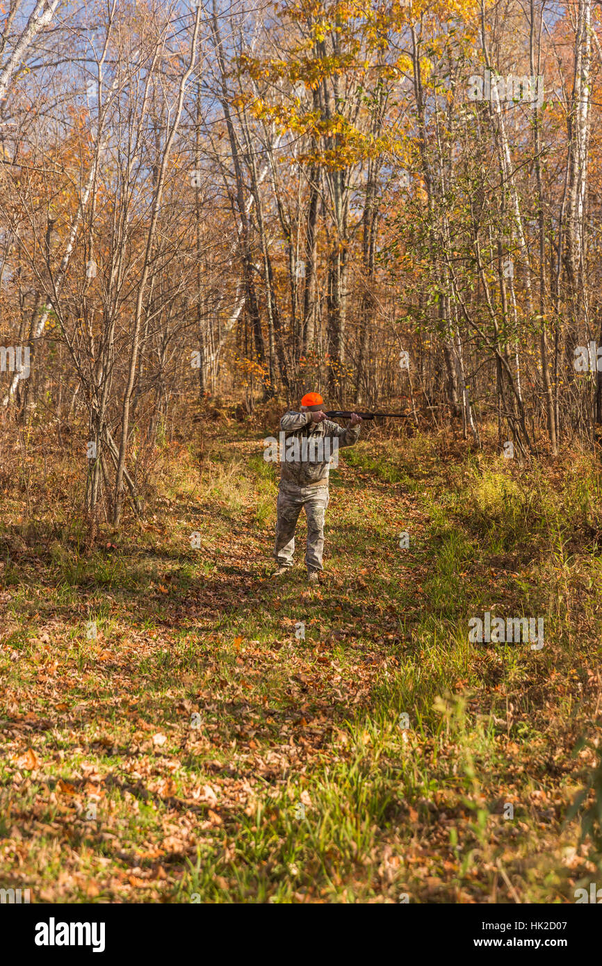 Ruffed grouse hunting in autumn Stock Photo - Alamy