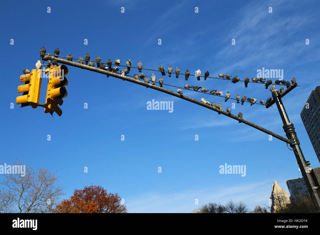 Stop the pigeon hi-res stock photography and images - Alamy