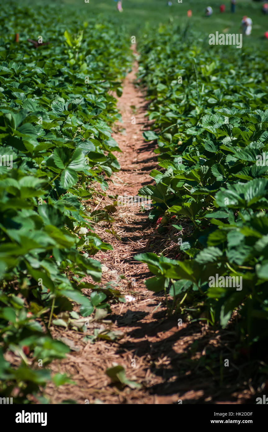 food, aliment, leaf, health, agricultural, sweet, garden, ground, soil ...