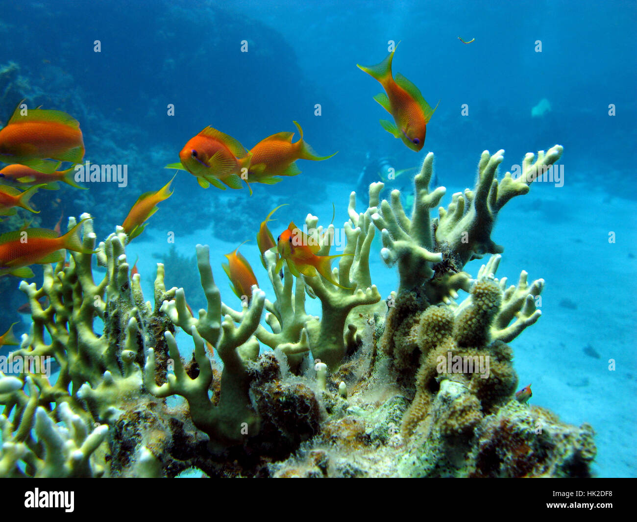 coral reef with fire coral and exotic fishes anthias at the bottom of ...