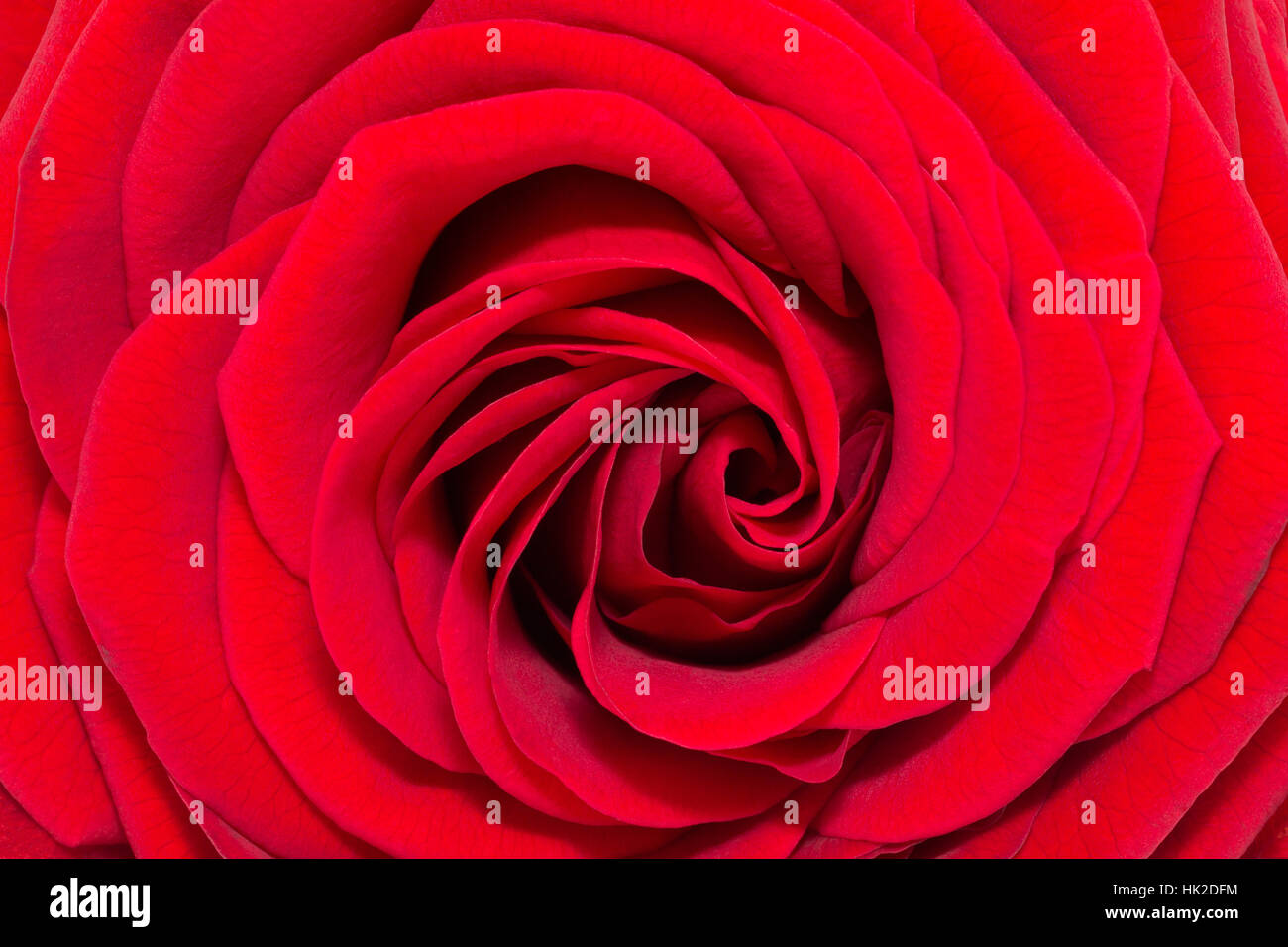 flower of single red rose - closeup Stock Photo - Alamy