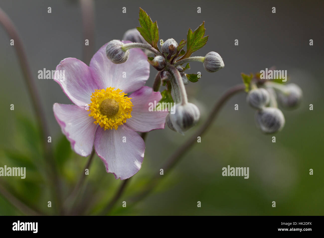 lilac japanese anemone with buds Stock Photo - Alamy