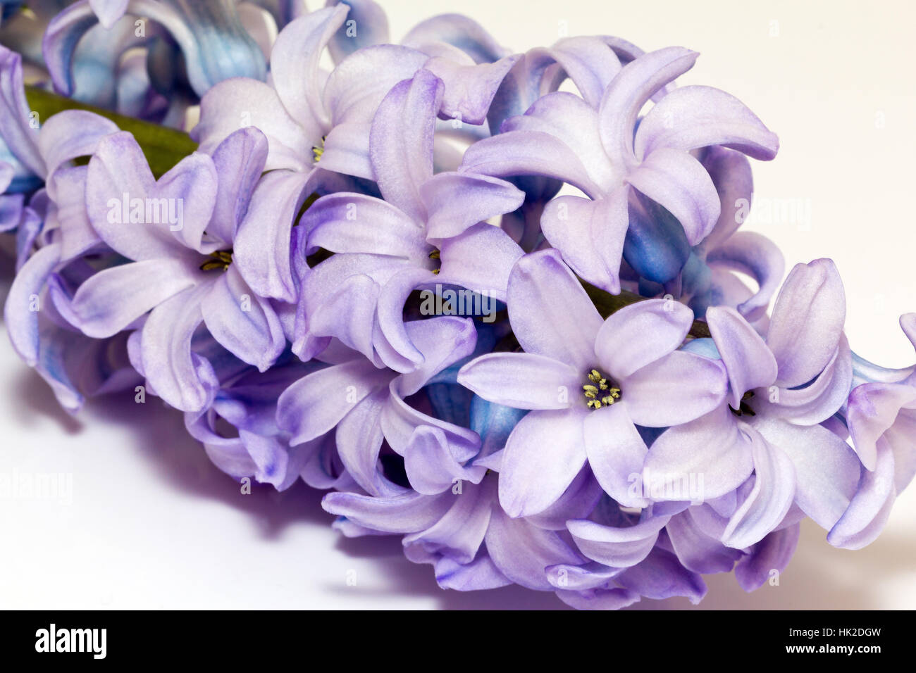 isolated cluster of flower violet hyacinth on white background Stock ...