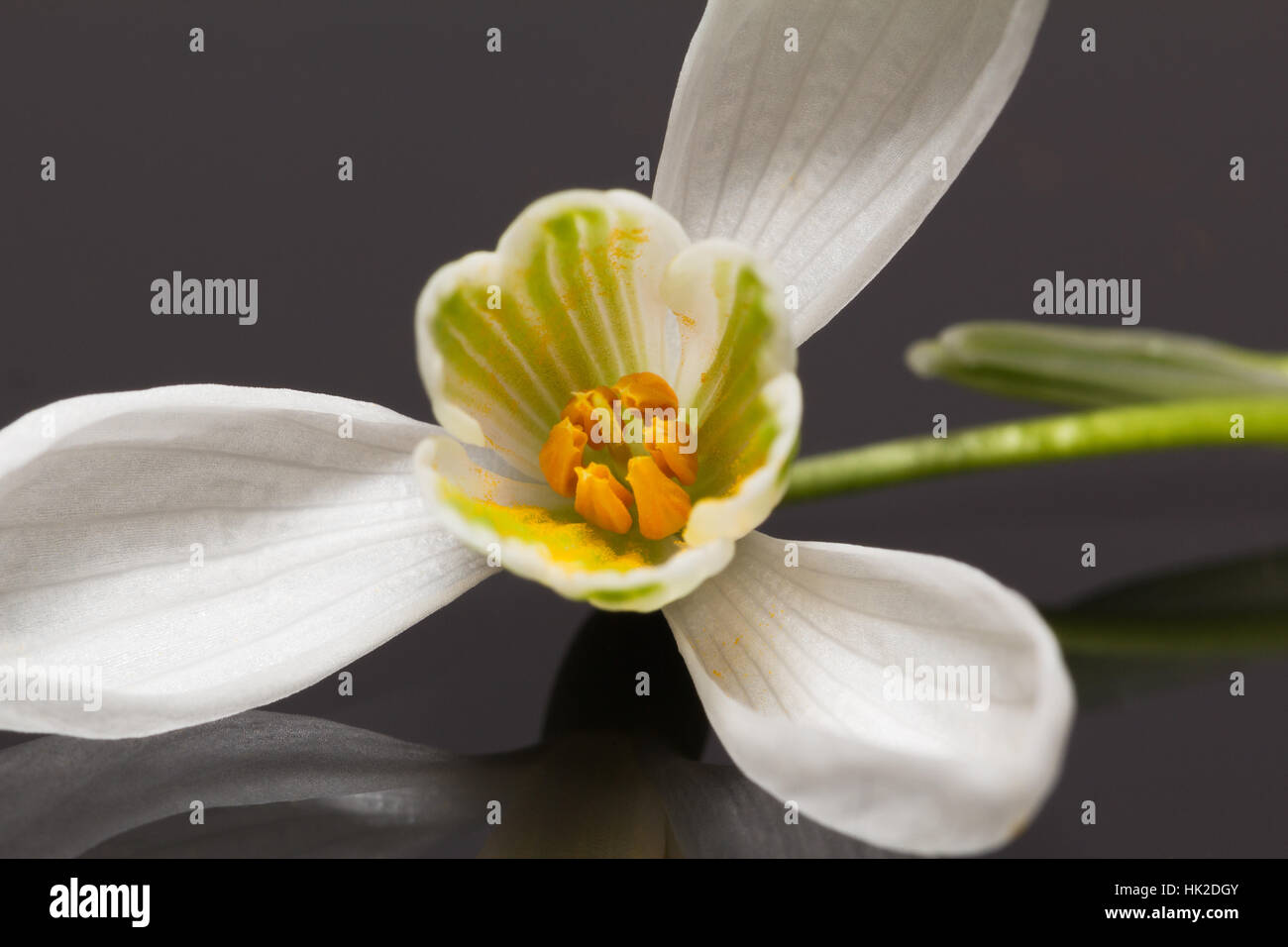 single flower of snowdrop isolated on a dark background Stock Photo - Alamy
