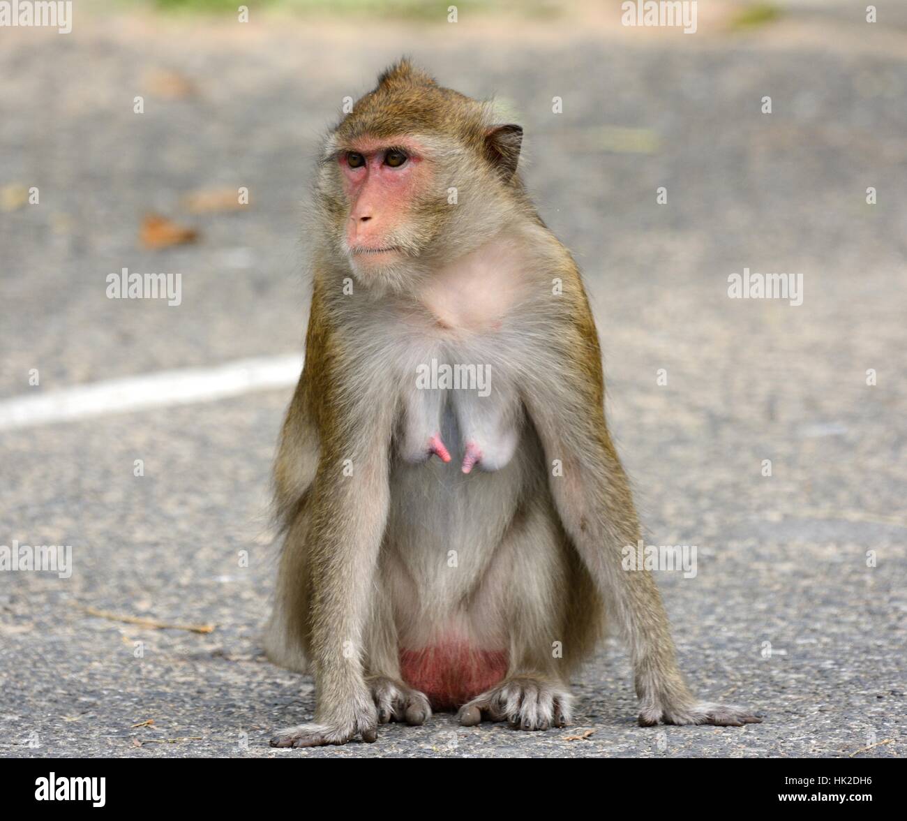 beautiful long-tailed macaque (Macaca fascicularis) on rock hill Stock ...