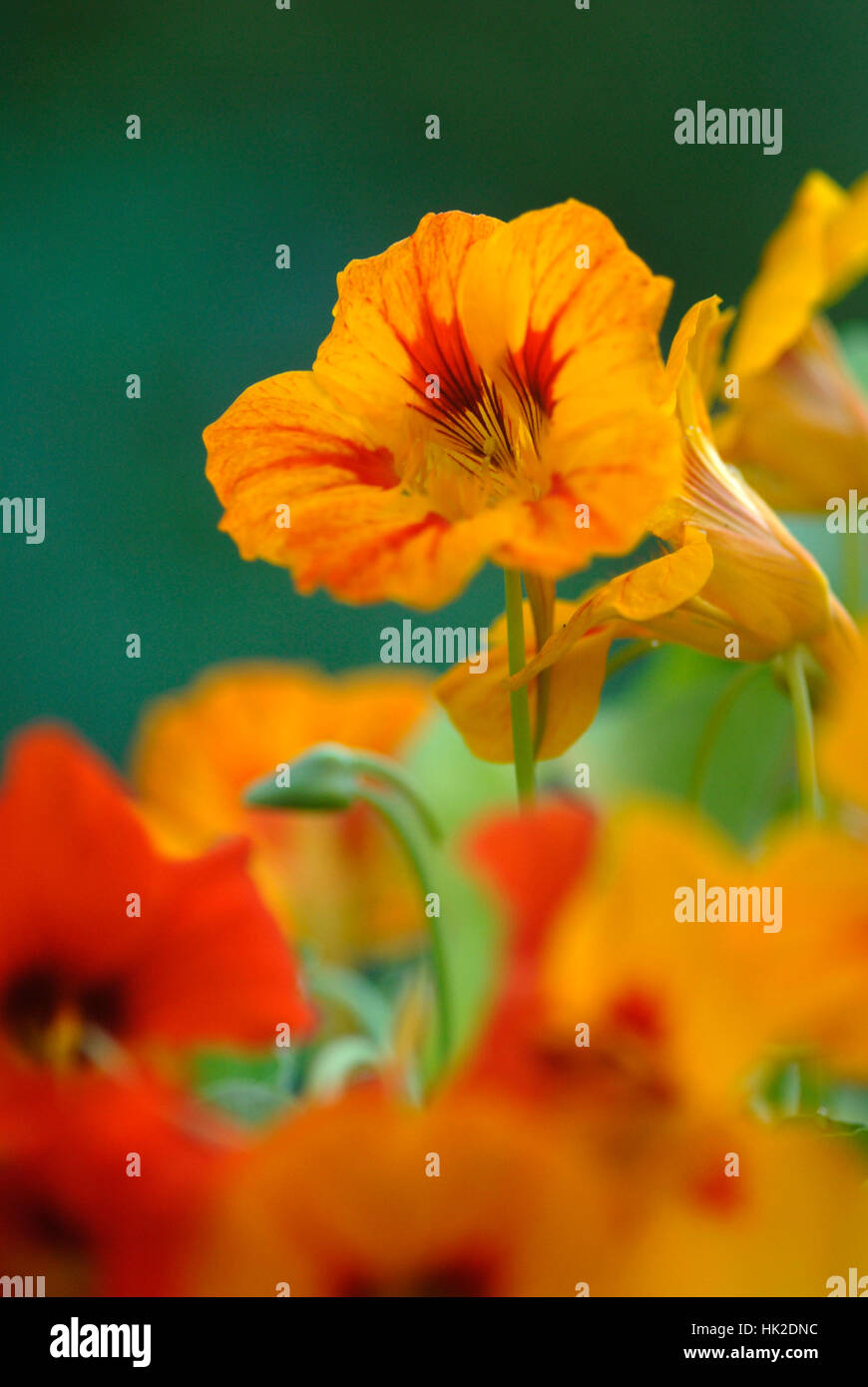 orange, spice, vegetable, nasturtium, capers, orange, spice, vegetable ...