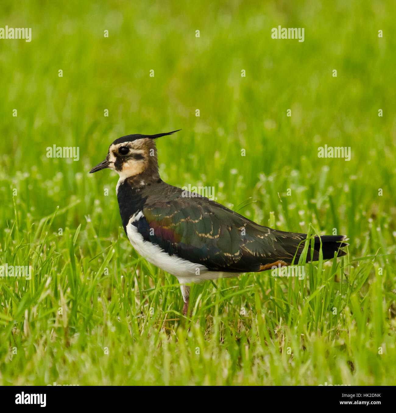 Bodenbruter hi-res stock photography and images - Alamy