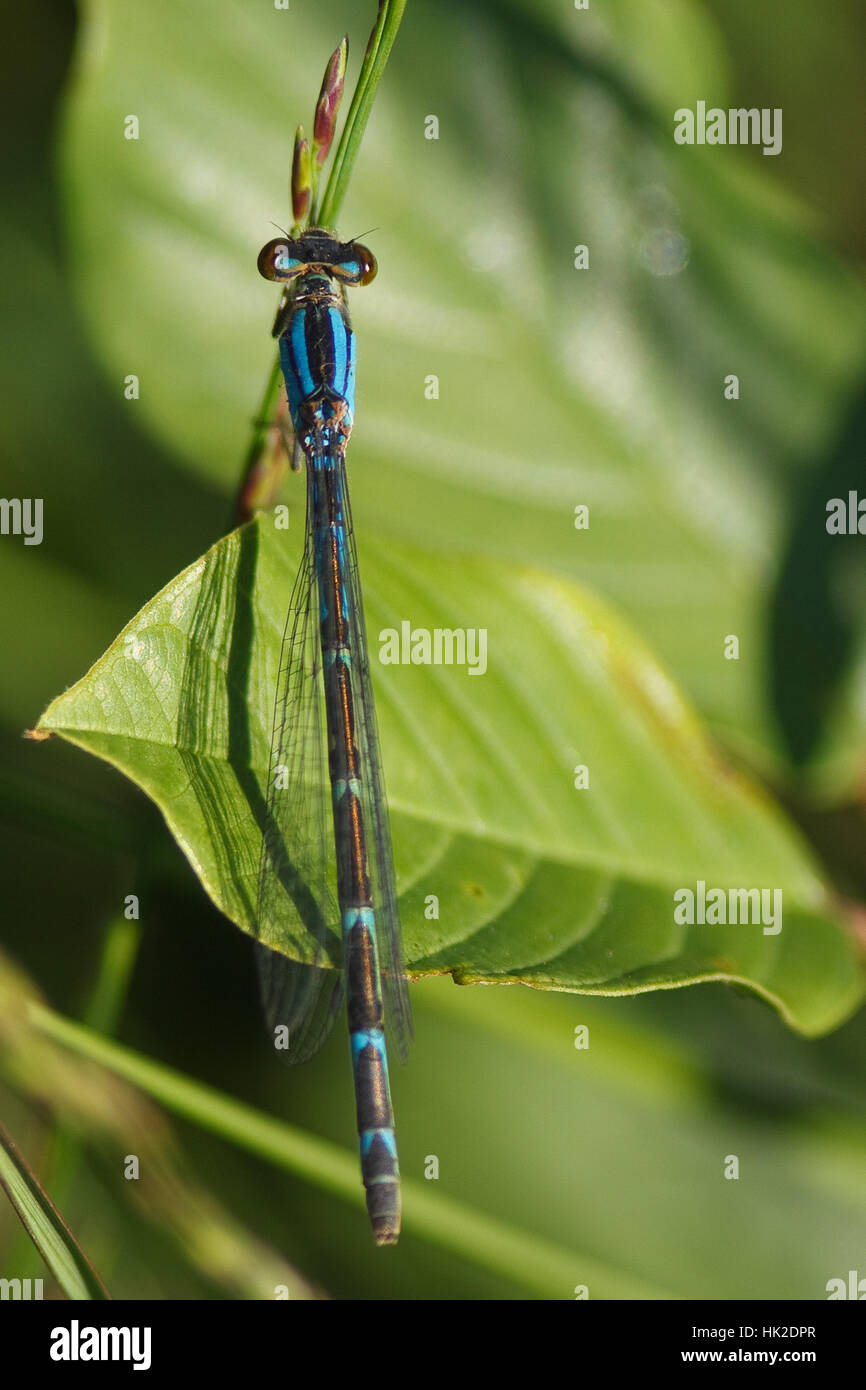 dragonfly, sky blue, blue, insect, dragonfly, fen, female, sky blue ...