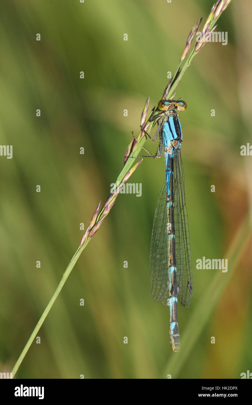 dragonfly, sky blue, blue, insect, dragonfly, fen, female, sky blue ...