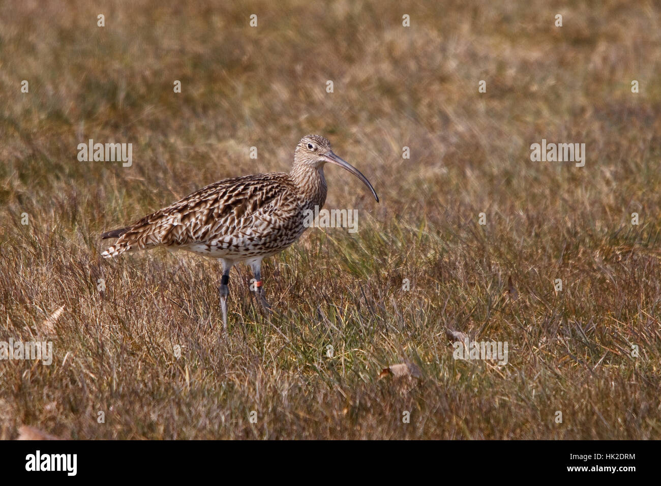 bird, fauna, birds, fen, bigger, bird, fauna, conservation of nature ...