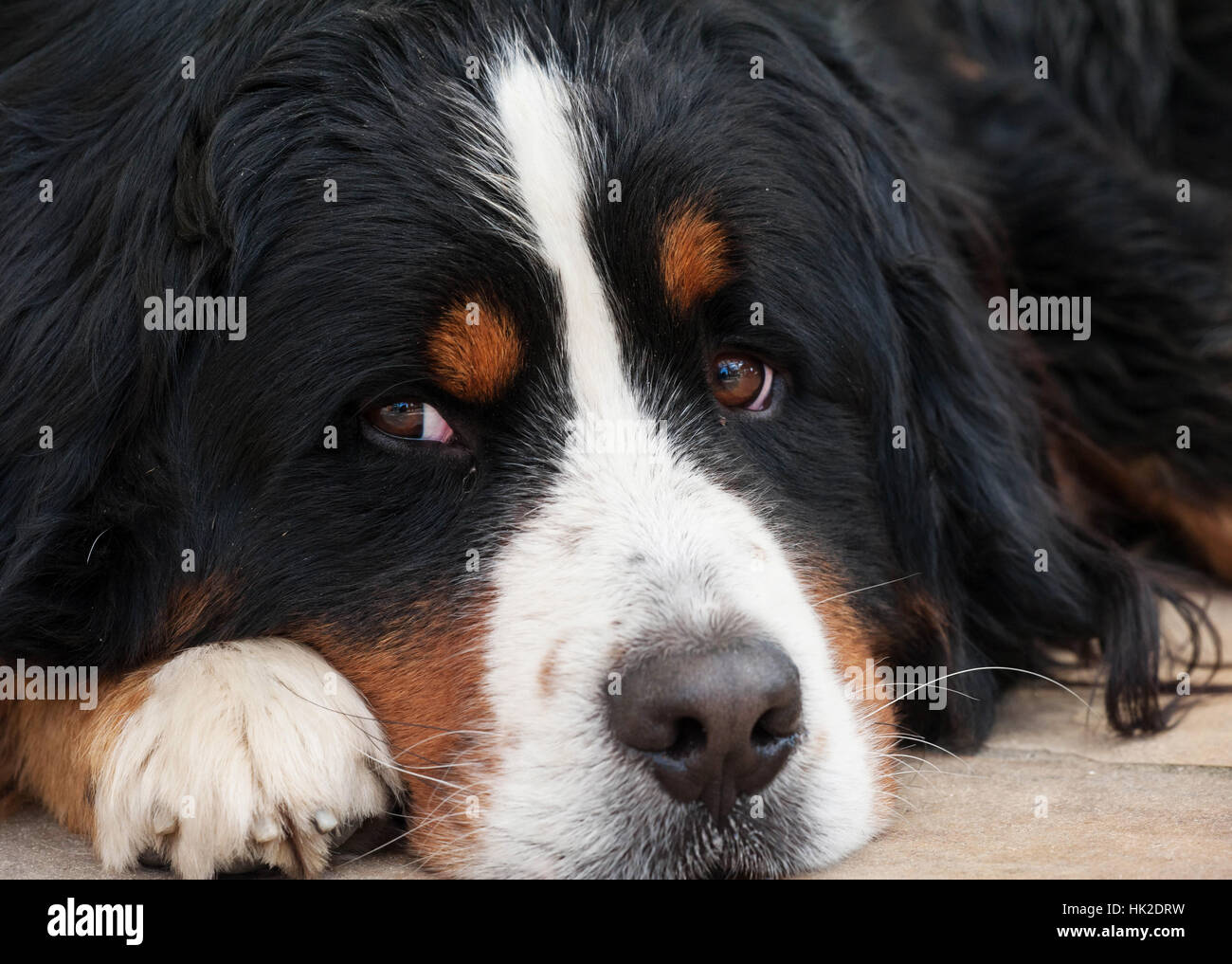 pet, eyes, look, glancing, see, view, looking, peeking, looking at, dog ...