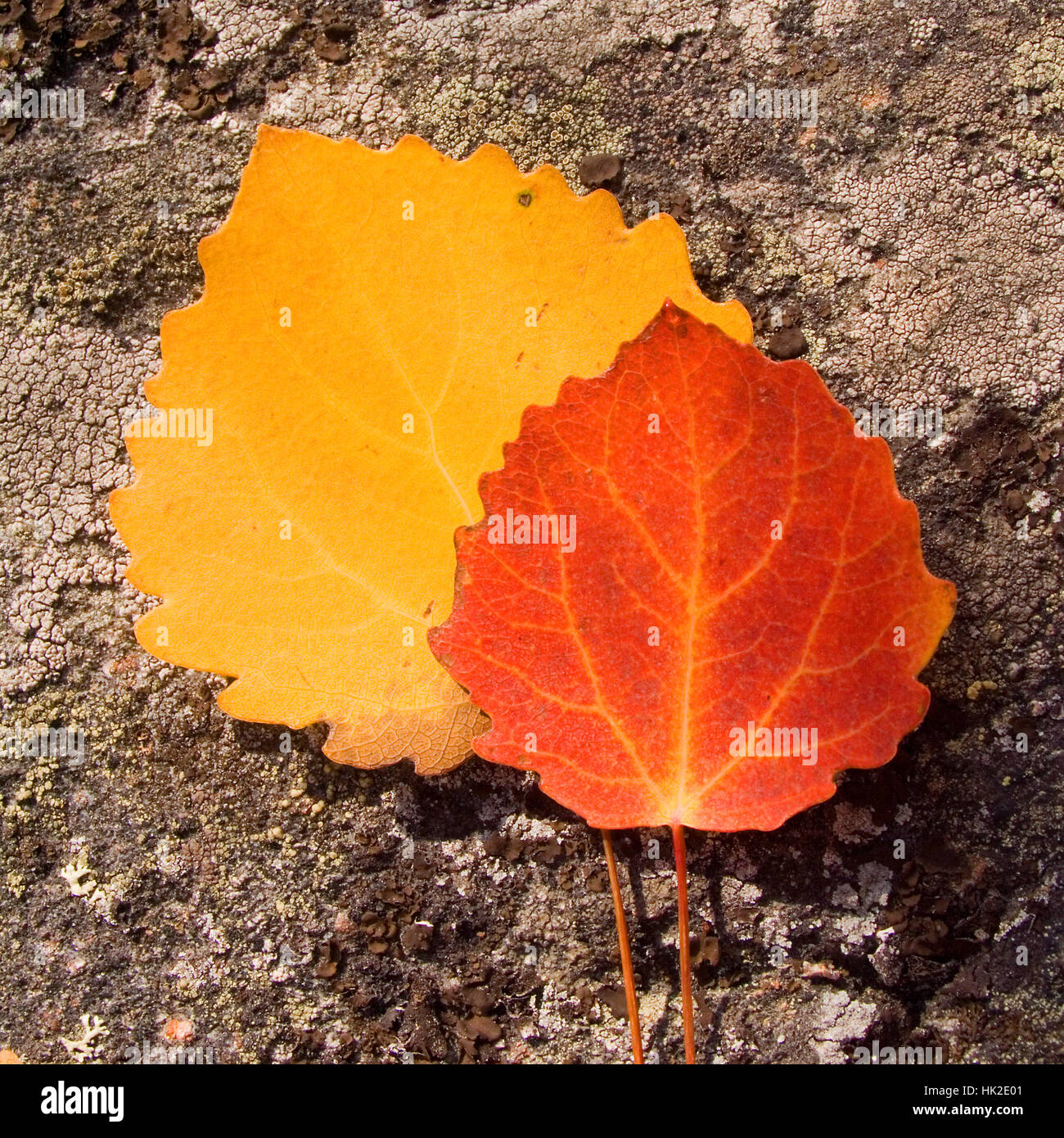 leaf, objects, macro, close-up, macro admission, close up view, colour ...