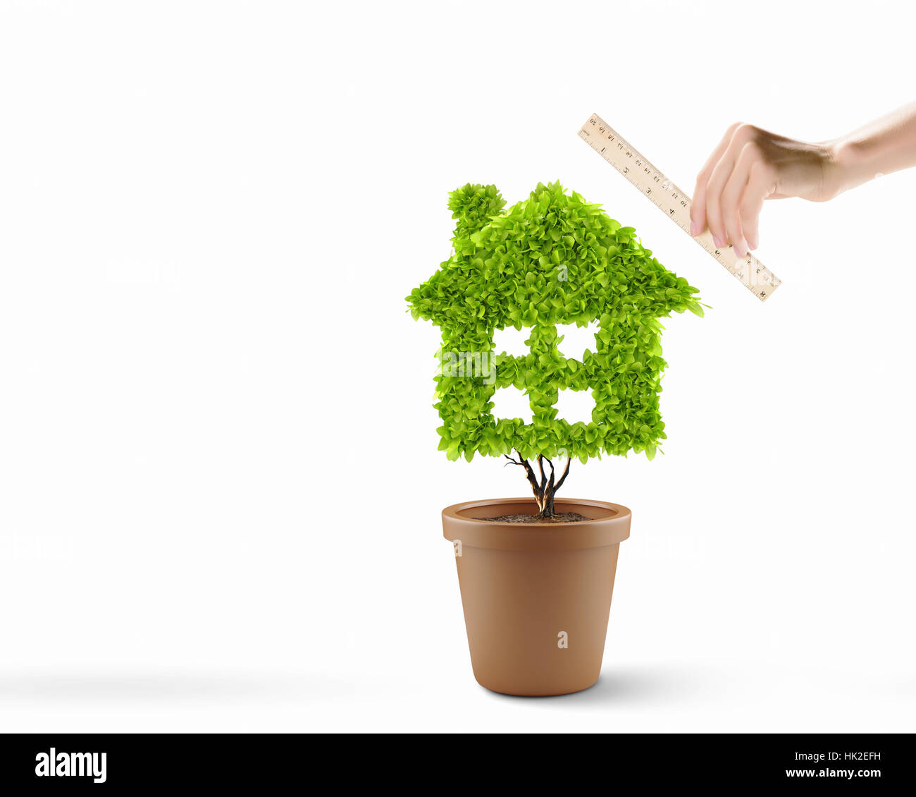 House shaped plant in pot measured with ruler hi-res stock photography ...