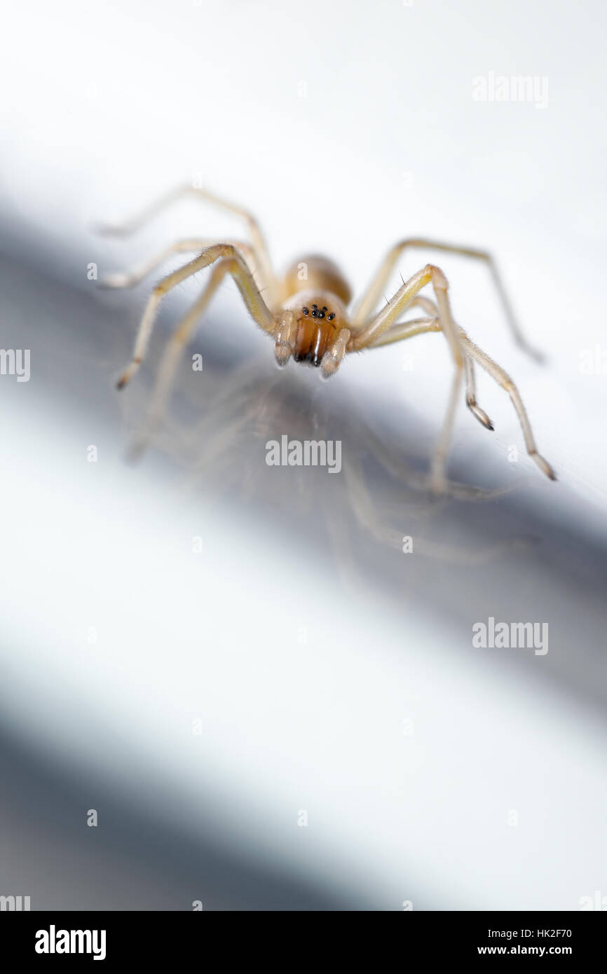 animal, insect, small, tiny, little, short, spider, wildlife, creepy ...