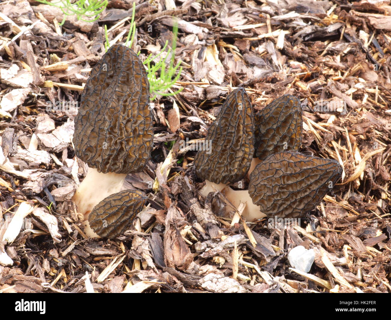 morels on bark Stock Photo - Alamy