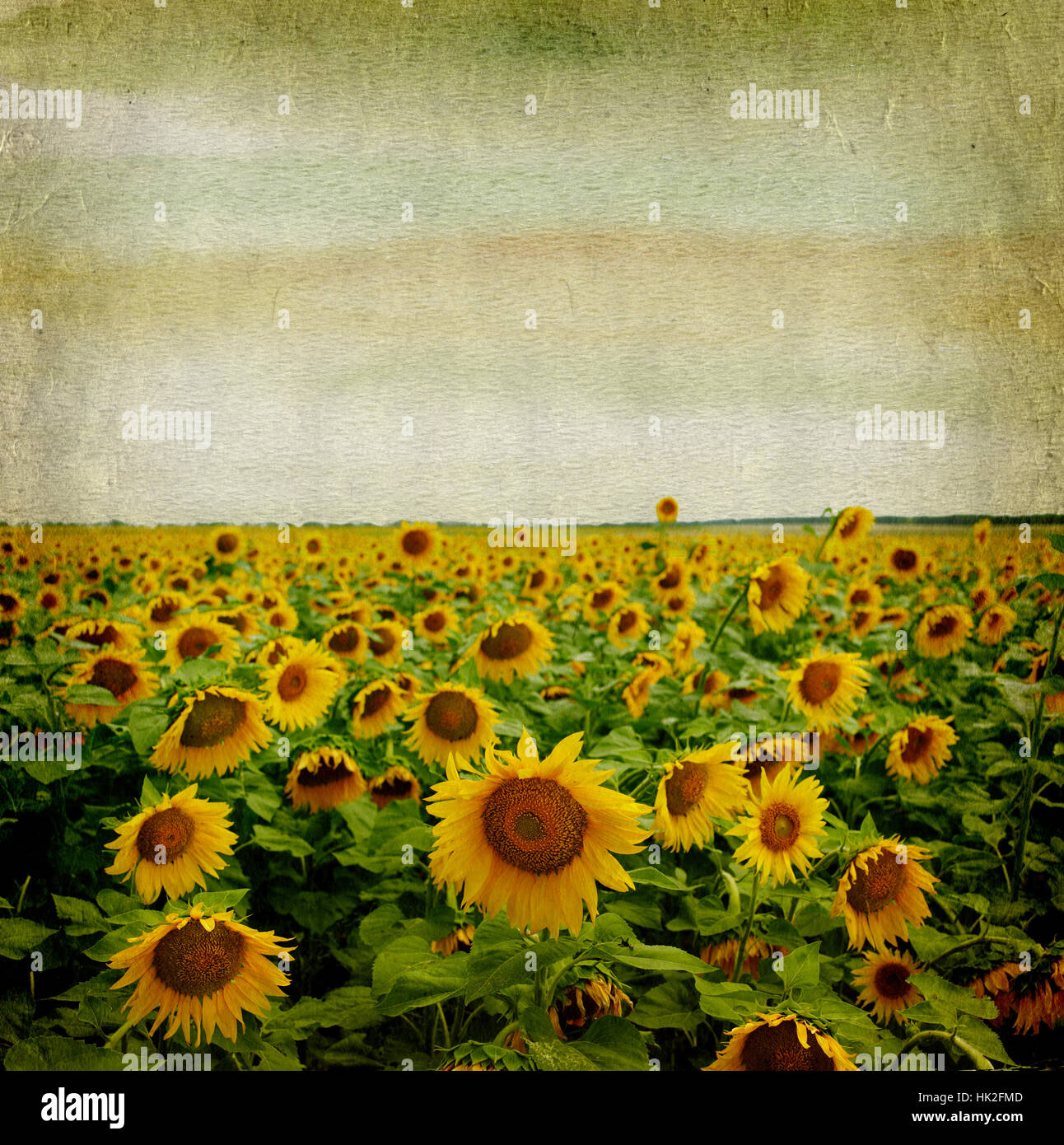 culture, flower, plant, ground, soil, earth, humus, agriculture ...