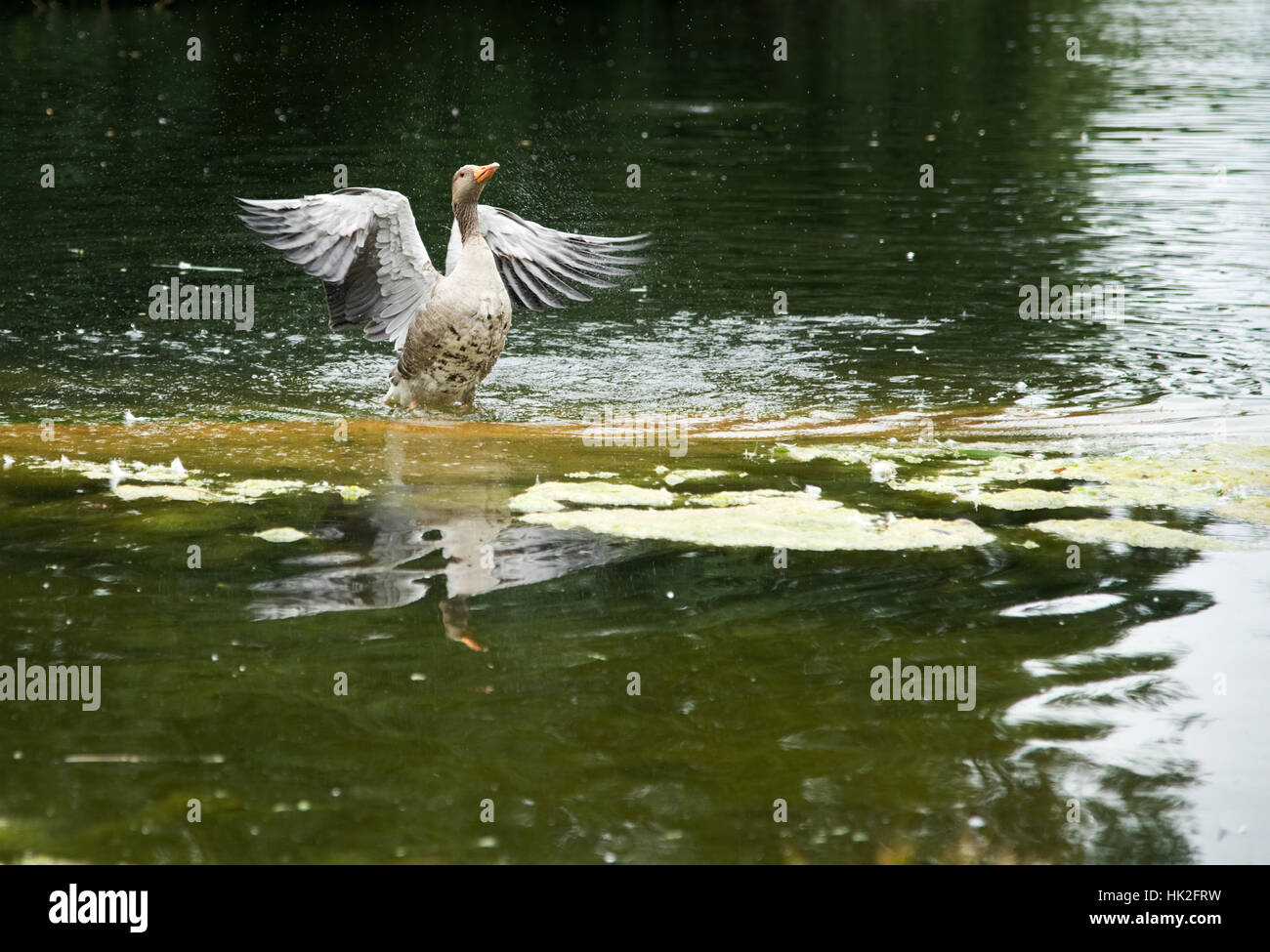 bird, birds, stretch, beak, feathering, fresh water, pond, water ...