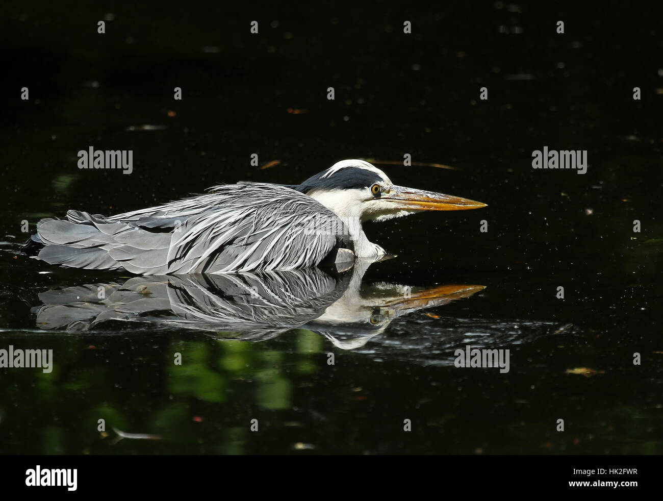 portrait, cooling, heron, bathing, animal, portrait, feathers, cooling ...