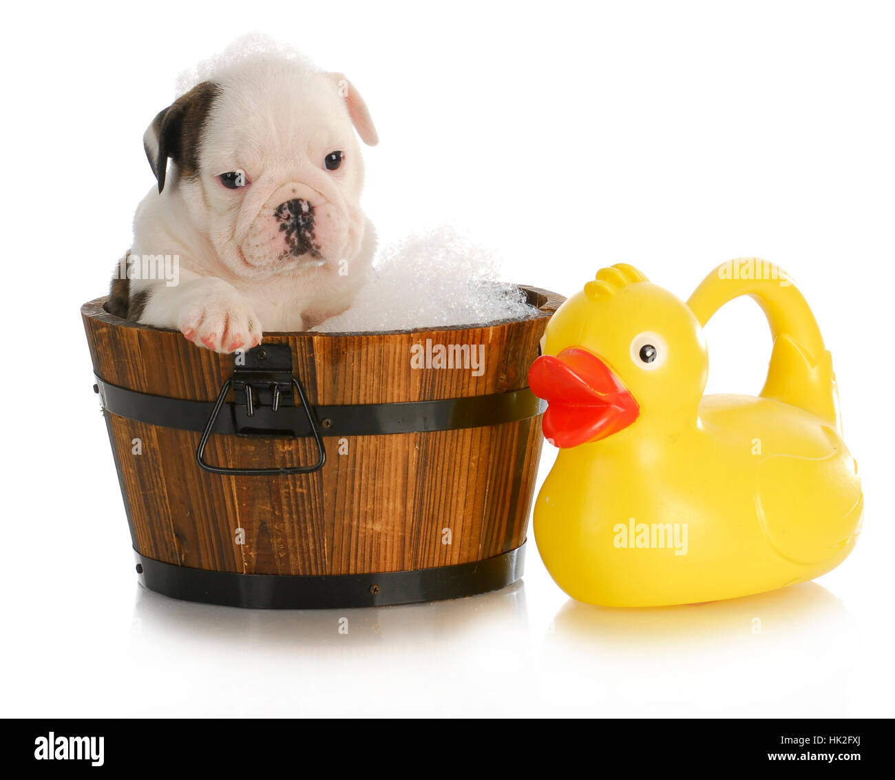 sweet, isolated, animal, pet, mammal, bull, portrait, small, tiny ...