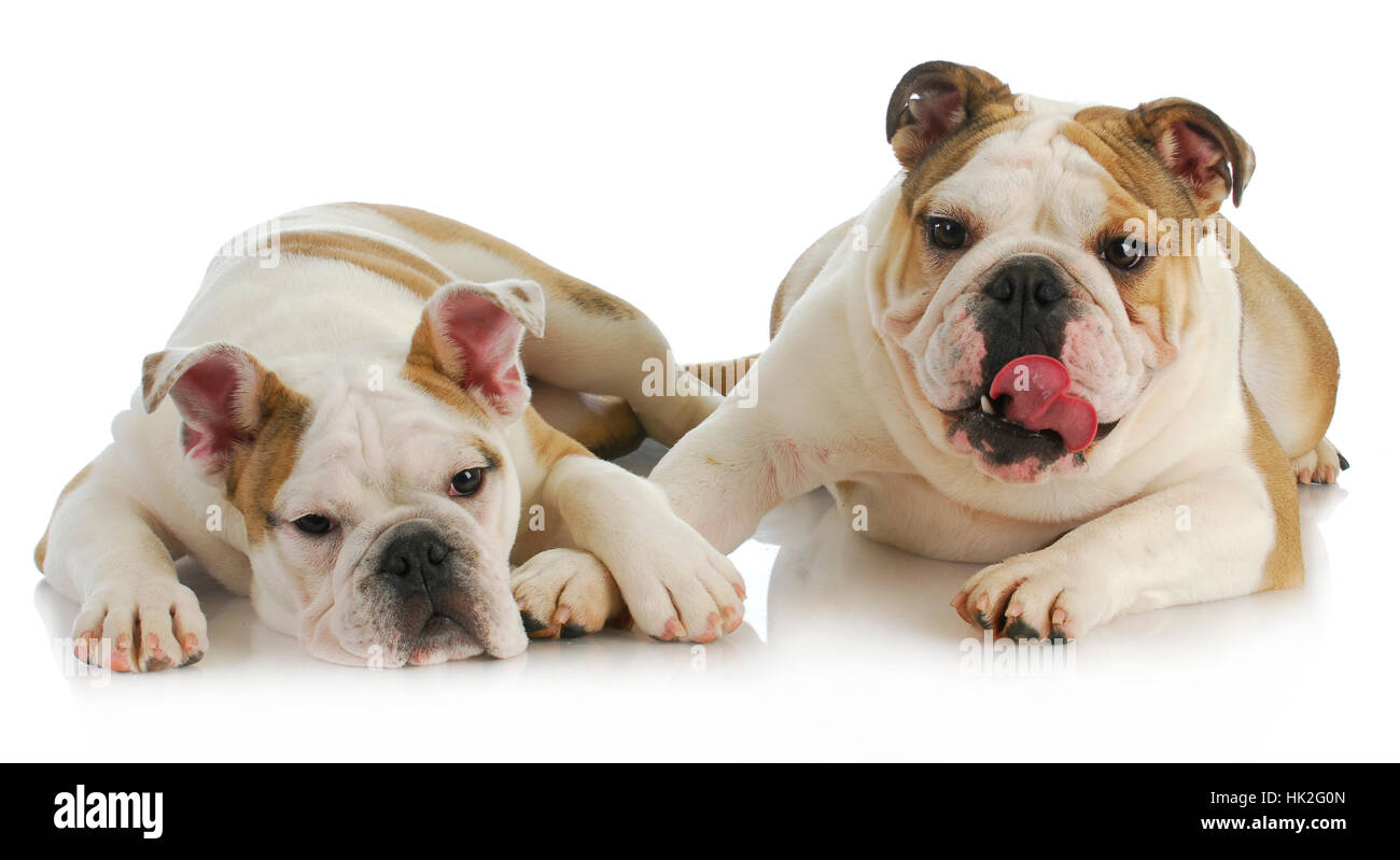 isolated, animal, pet, bull, face, portrait, son, reflection, lips, dog ...