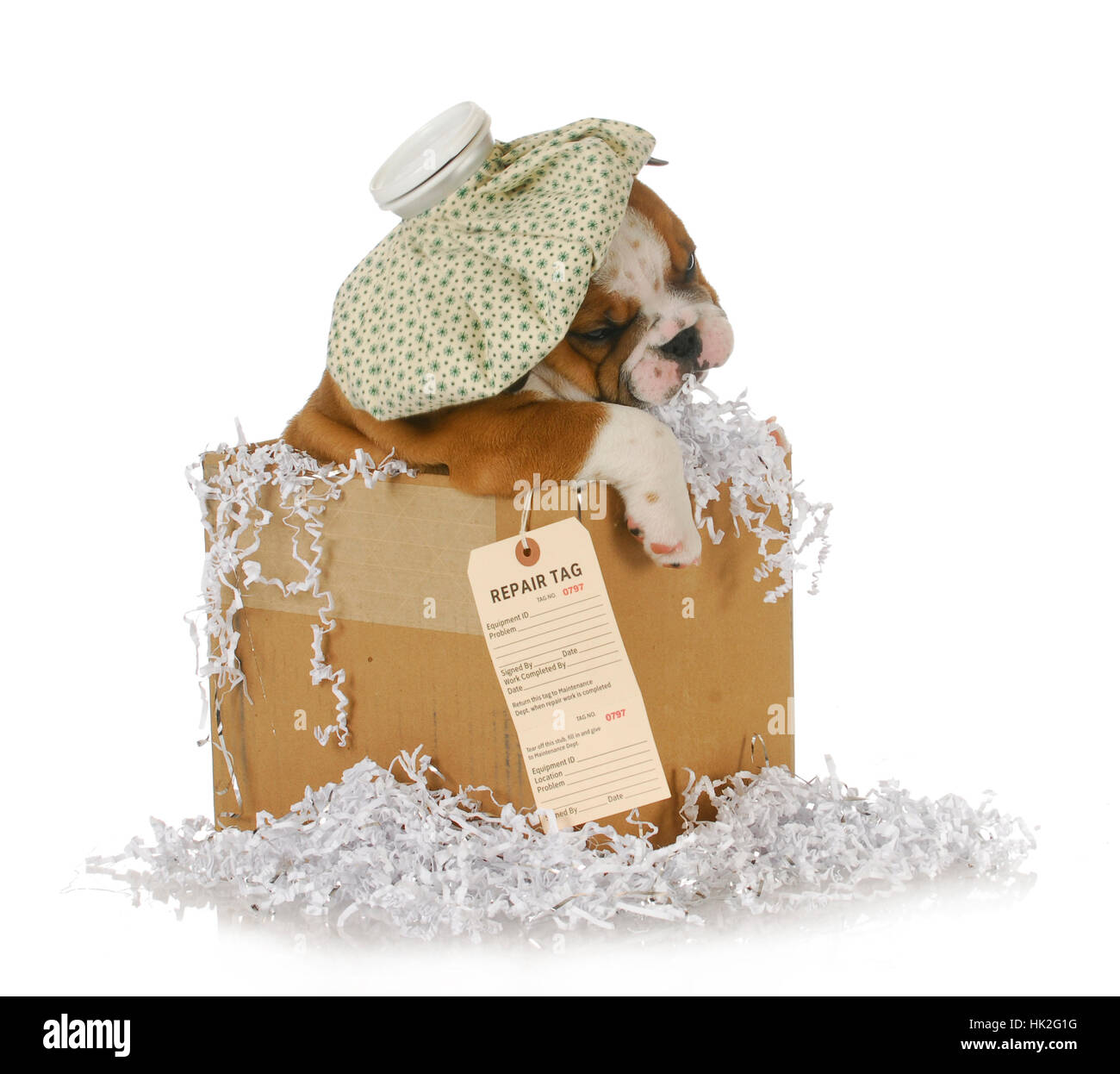 model, design, project, concept, plan, draft, animal, pet, bull, hot ...