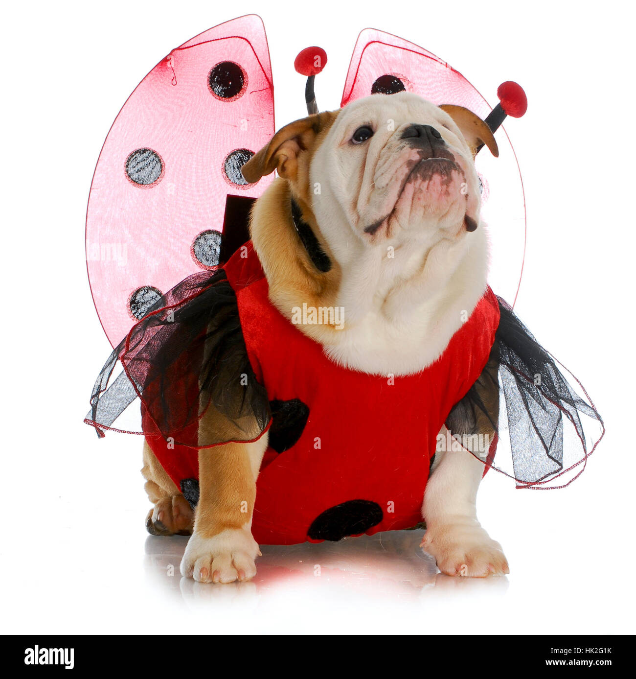 beautiful, beauteously, nice, game, tournament, play, playing, plays ...