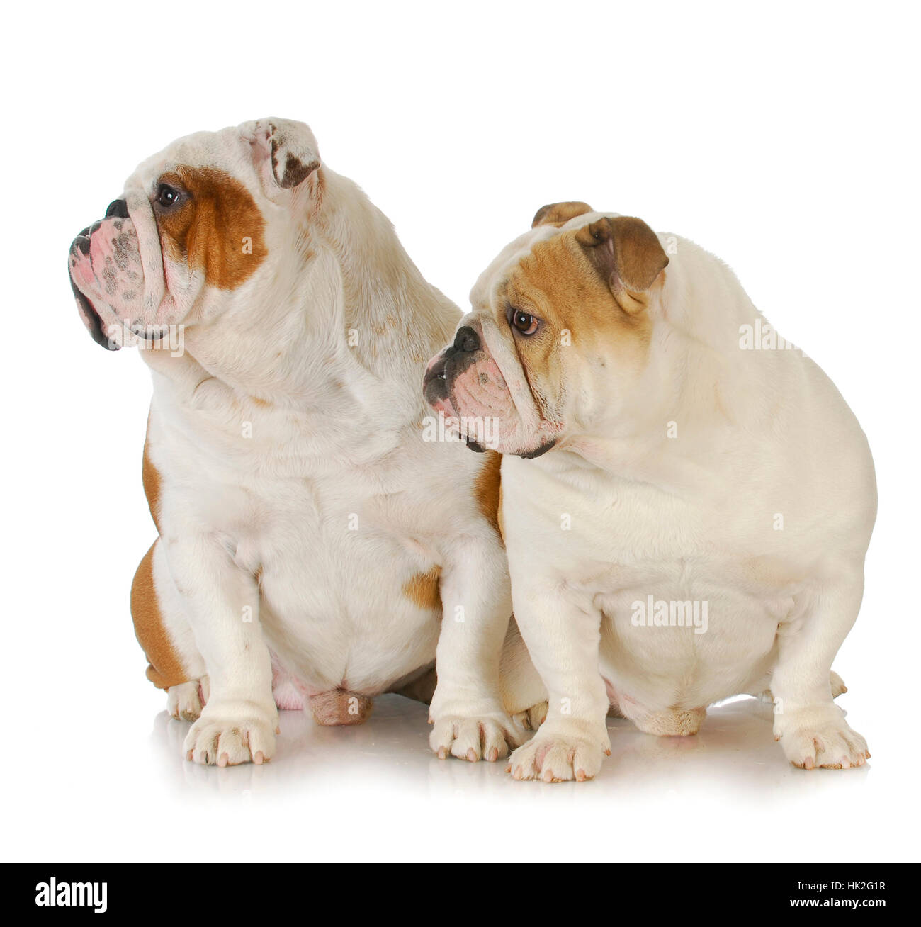 isolated, closeup, animal, pet, male, masculine, bull, face, portrait ...