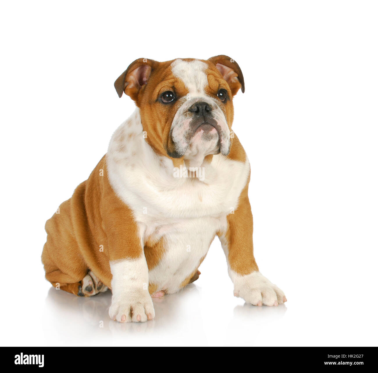 humans, human beings, people, folk, persons, human, human being ...