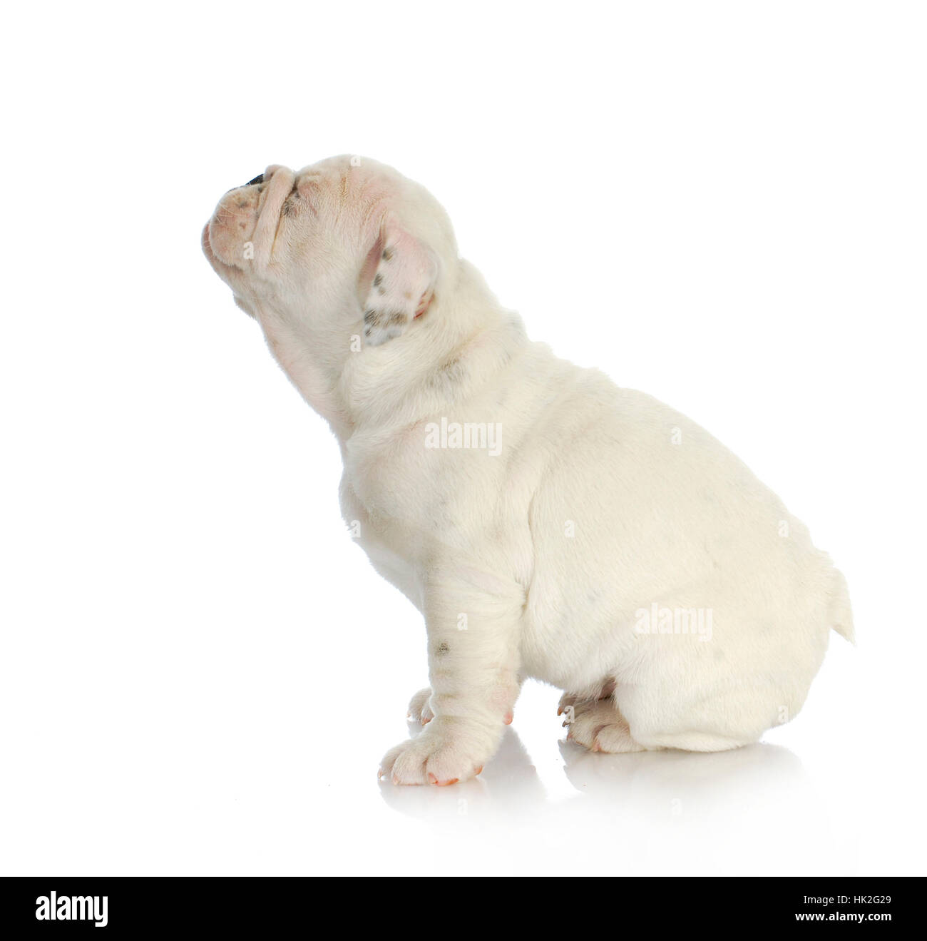 humans, human beings, people, folk, persons, human, human being ...