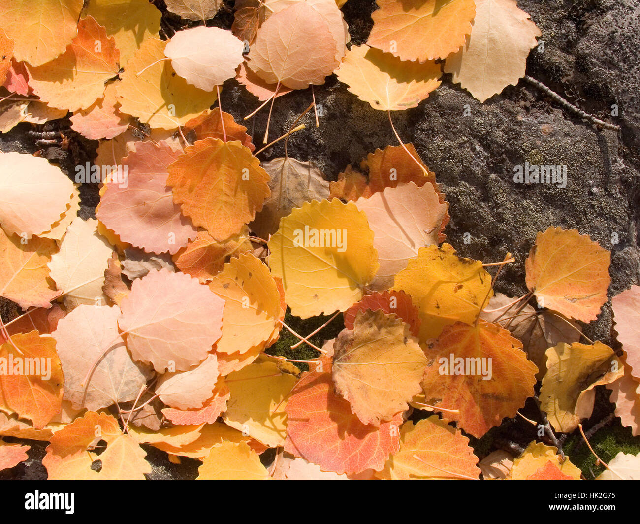 leaf, objects, macro, close-up, macro admission, close up view, colour ...
