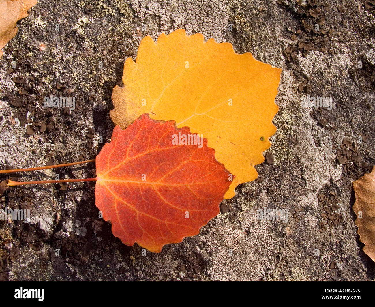 leaf, objects, macro, close-up, macro admission, close up view, colour ...