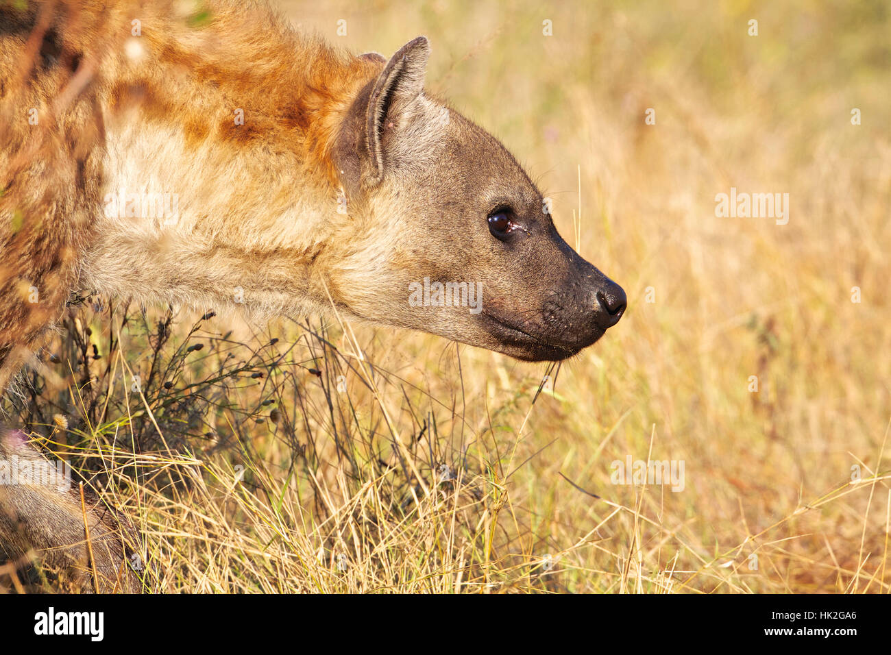 animal, africa, wildlife, south africa, safari, hyaena, hyena, outdoors ...